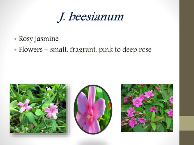 Jasmine.pptx | Flower Shopping | Shopping