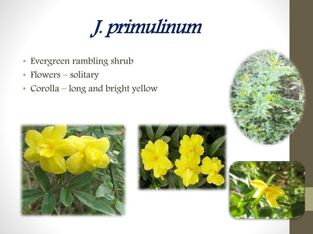 Jasmine.pptx | Flower Shopping | Shopping