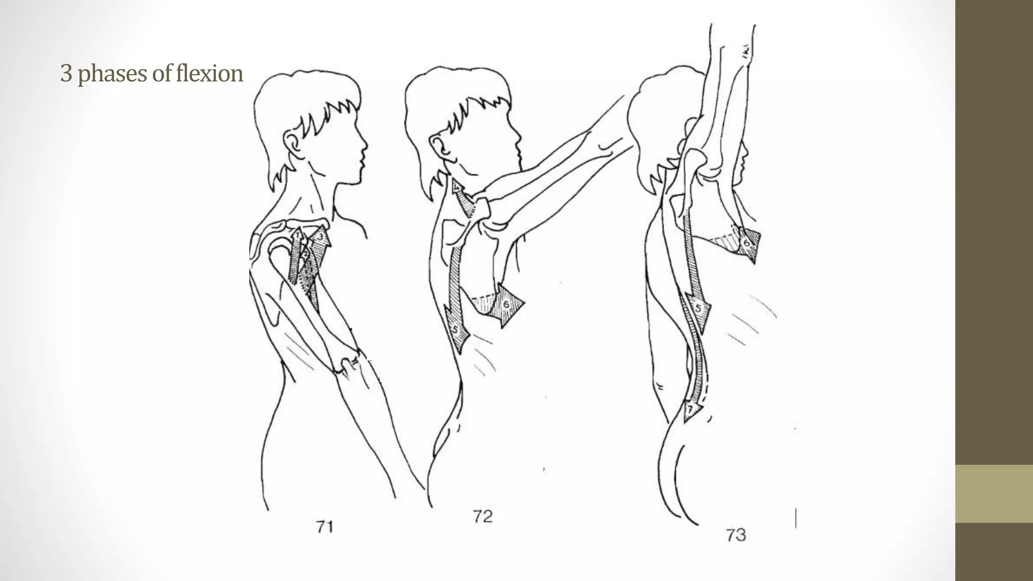 Shoulder Biomechanics -.pptx | Death, Injury, or Military Conflict ...