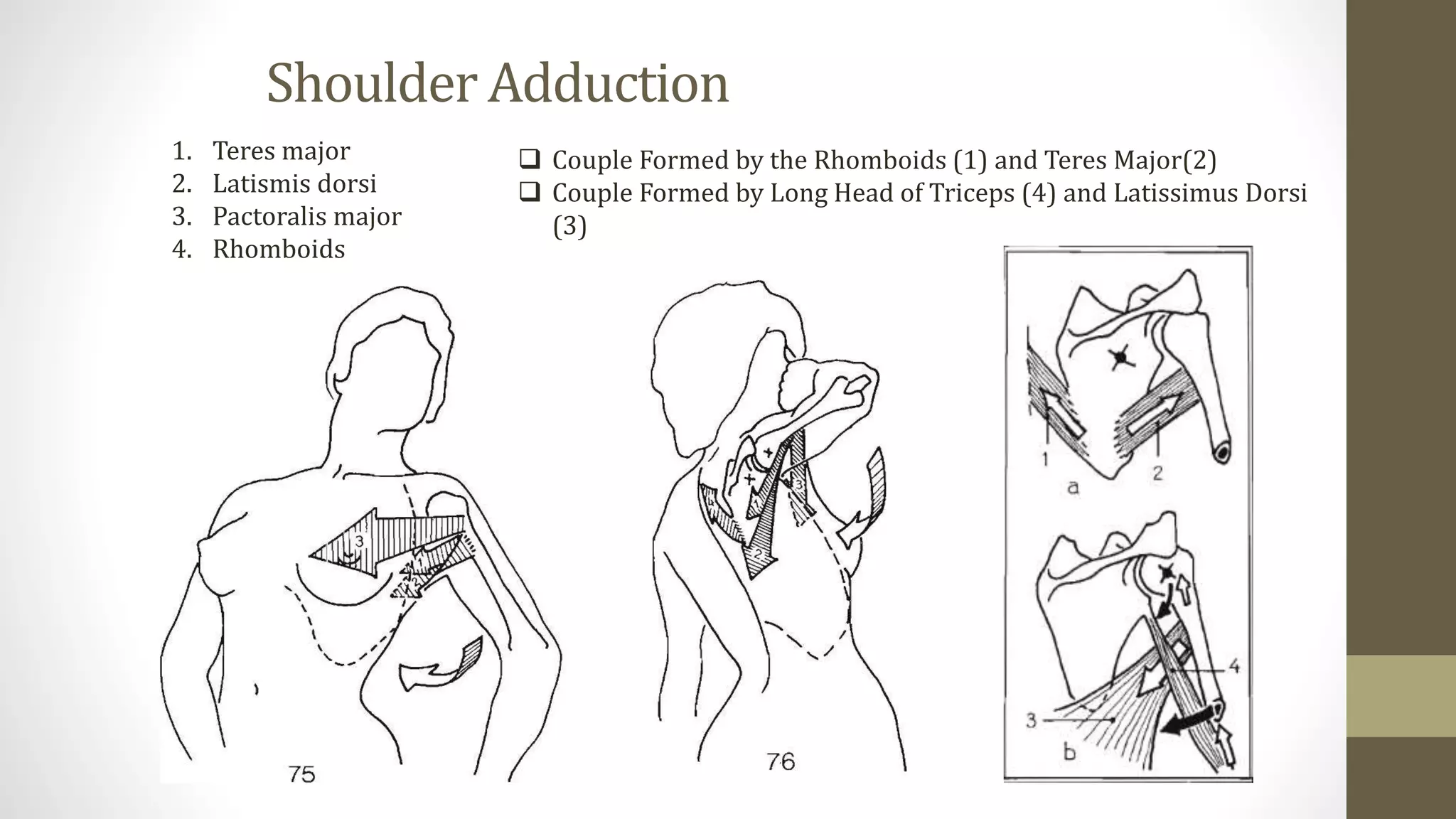 Shoulder Biomechanics -.pptx | Death, Injury, or Military Conflict ...