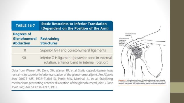 Shoulder Biomechanics -.pptx
