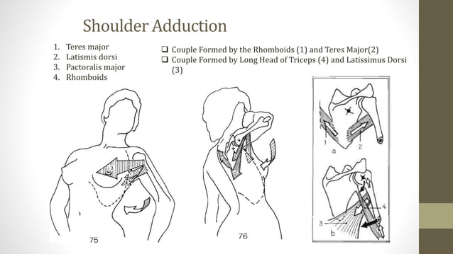 Shoulder Biomechanics -.pptx