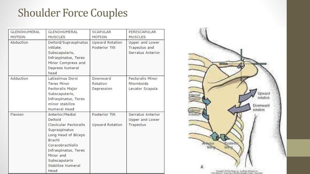 Shoulder Biomechanics -.pptx