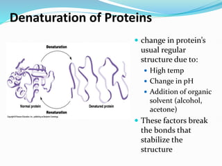 Lecture no. 2 basics of biochemistry - | PPT