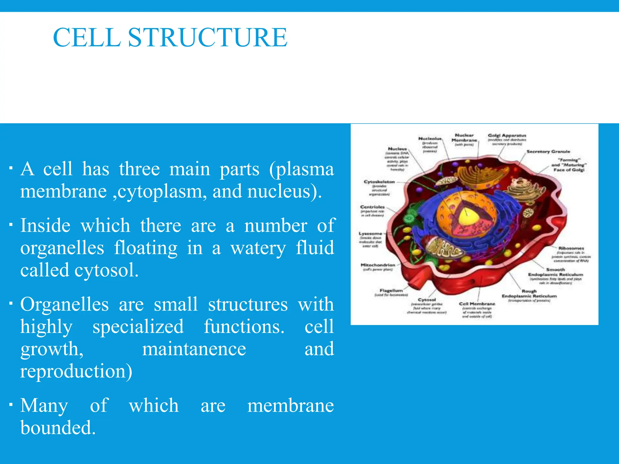Lecture No 004.1 Cell_structure_function.ppt