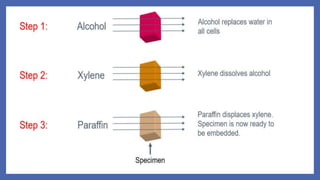 Histopathology , Sample collection to Wax infiltration (Tissue ...