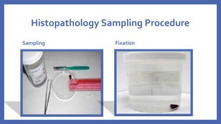 Histopathology , Sample collection to Wax infiltration (Tissue ...