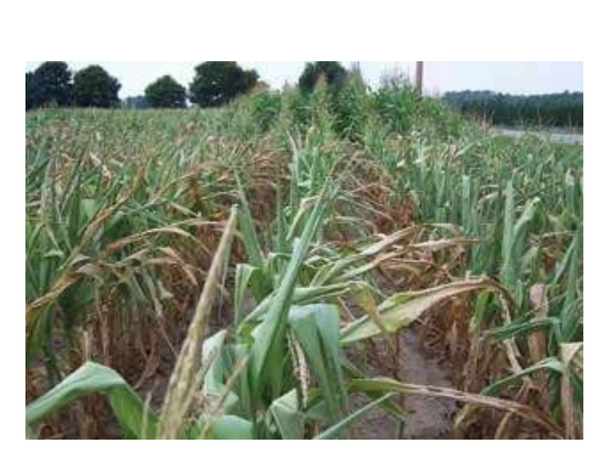 EFFECT OF MOISTURE STRESS ON PLANT GROWTH AND DEVELOPMENT | PPTX