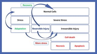 Cellular Response to cell Injury and Cellular Adaptations .pptx