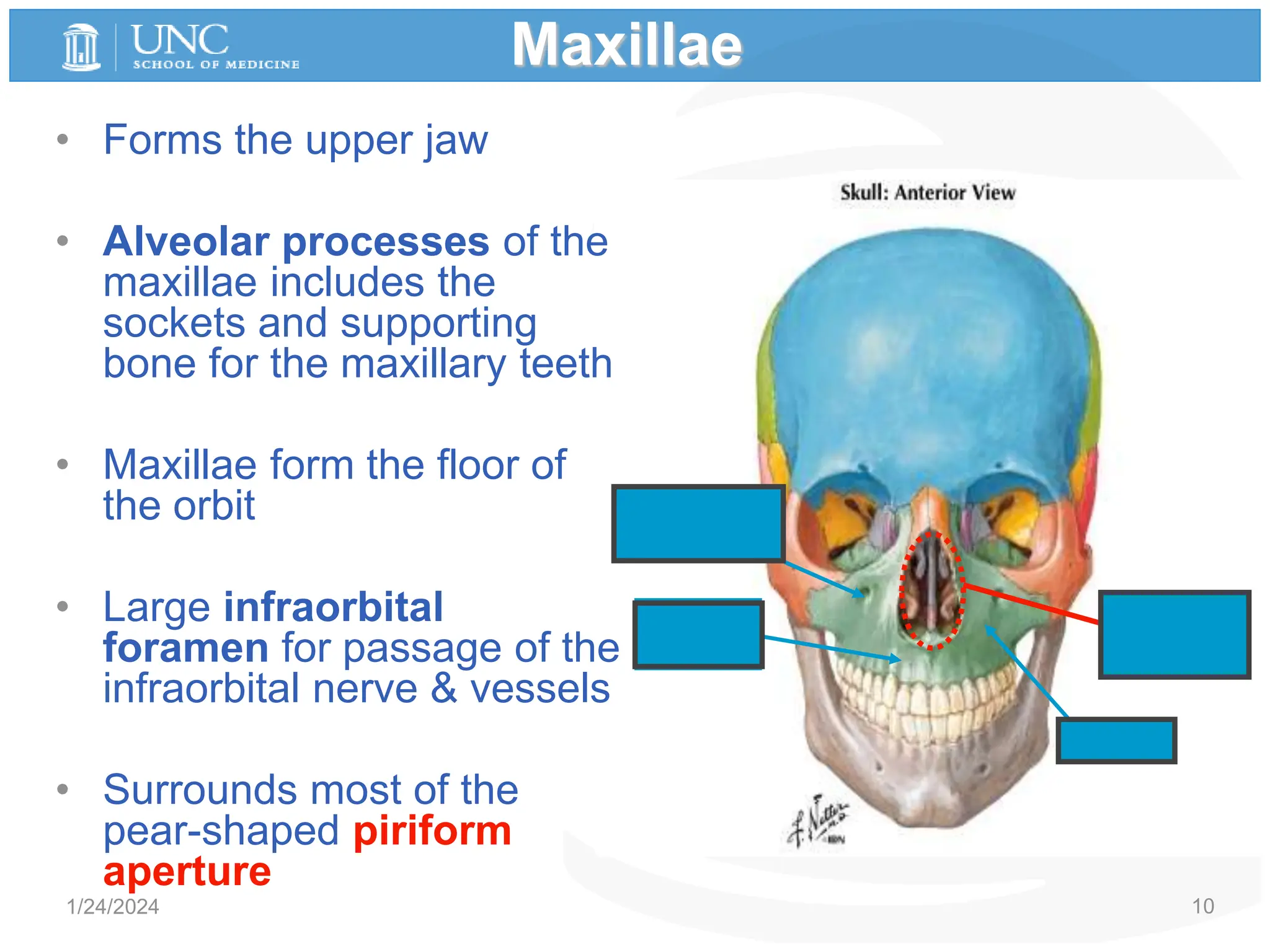 Anatomy of human skull, Head and Neck Anatomy | PPTX