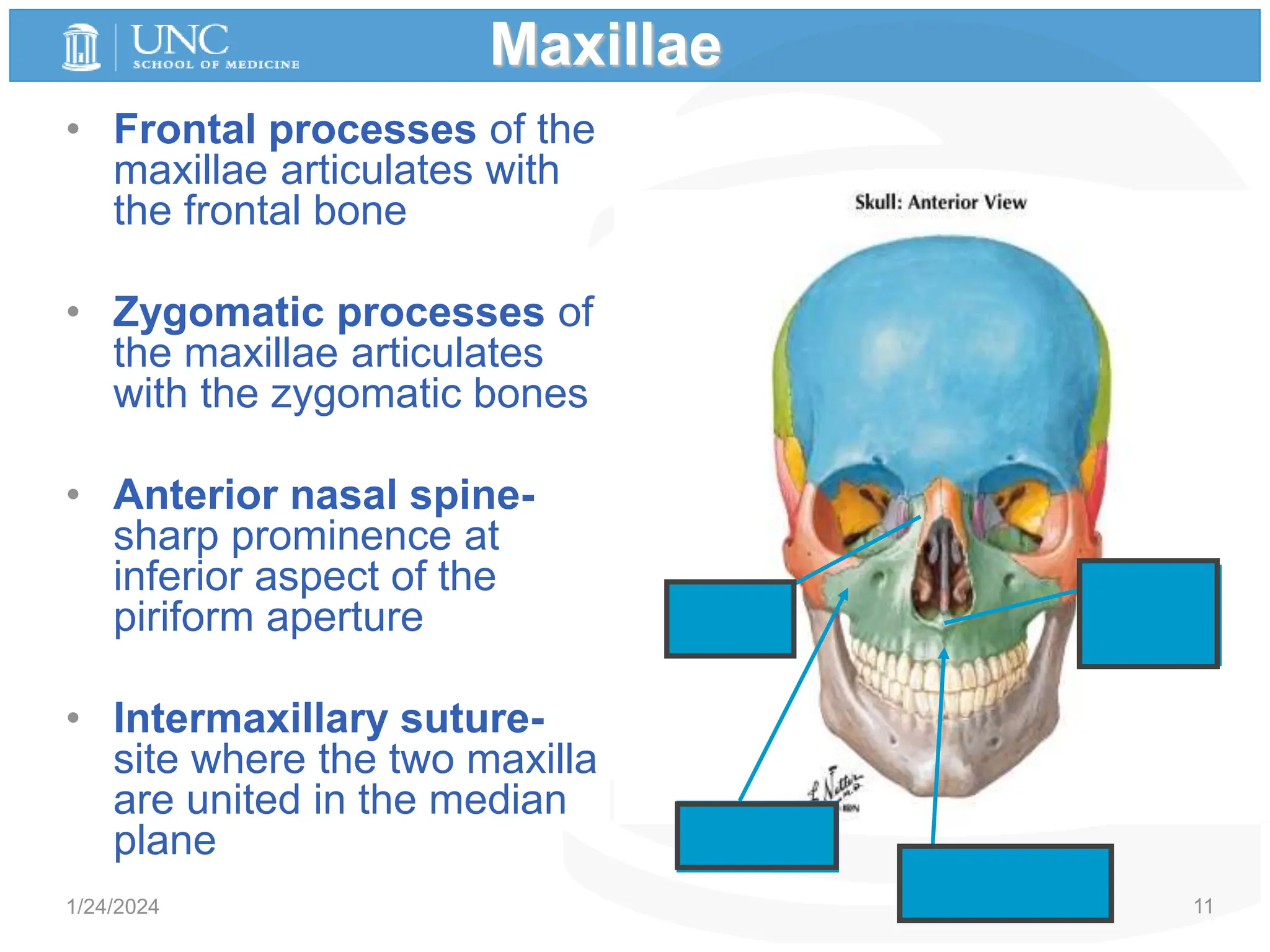 Anatomy of human skull, Head and Neck Anatomy | PPTX