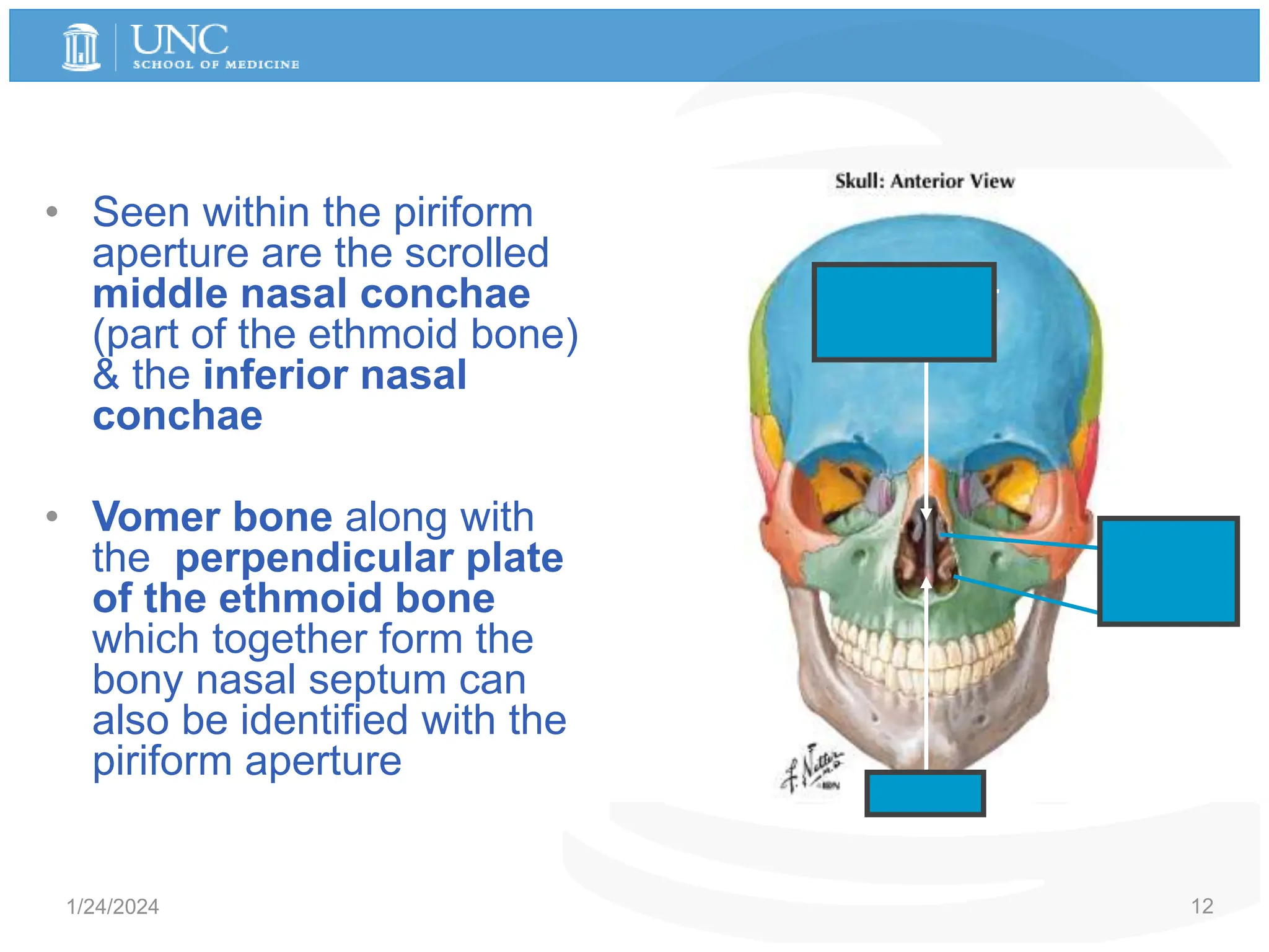 Anatomy of human skull, Head and Neck Anatomy | PPTX
