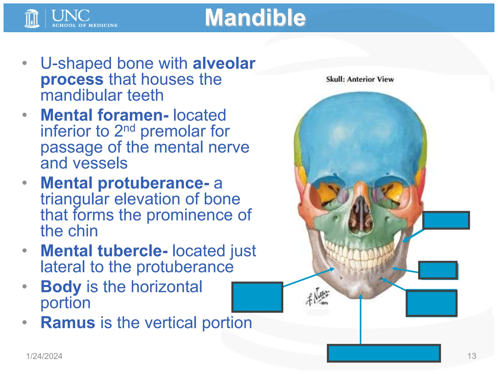 Anatomy of human skull, Head and Neck Anatomy | PPTX