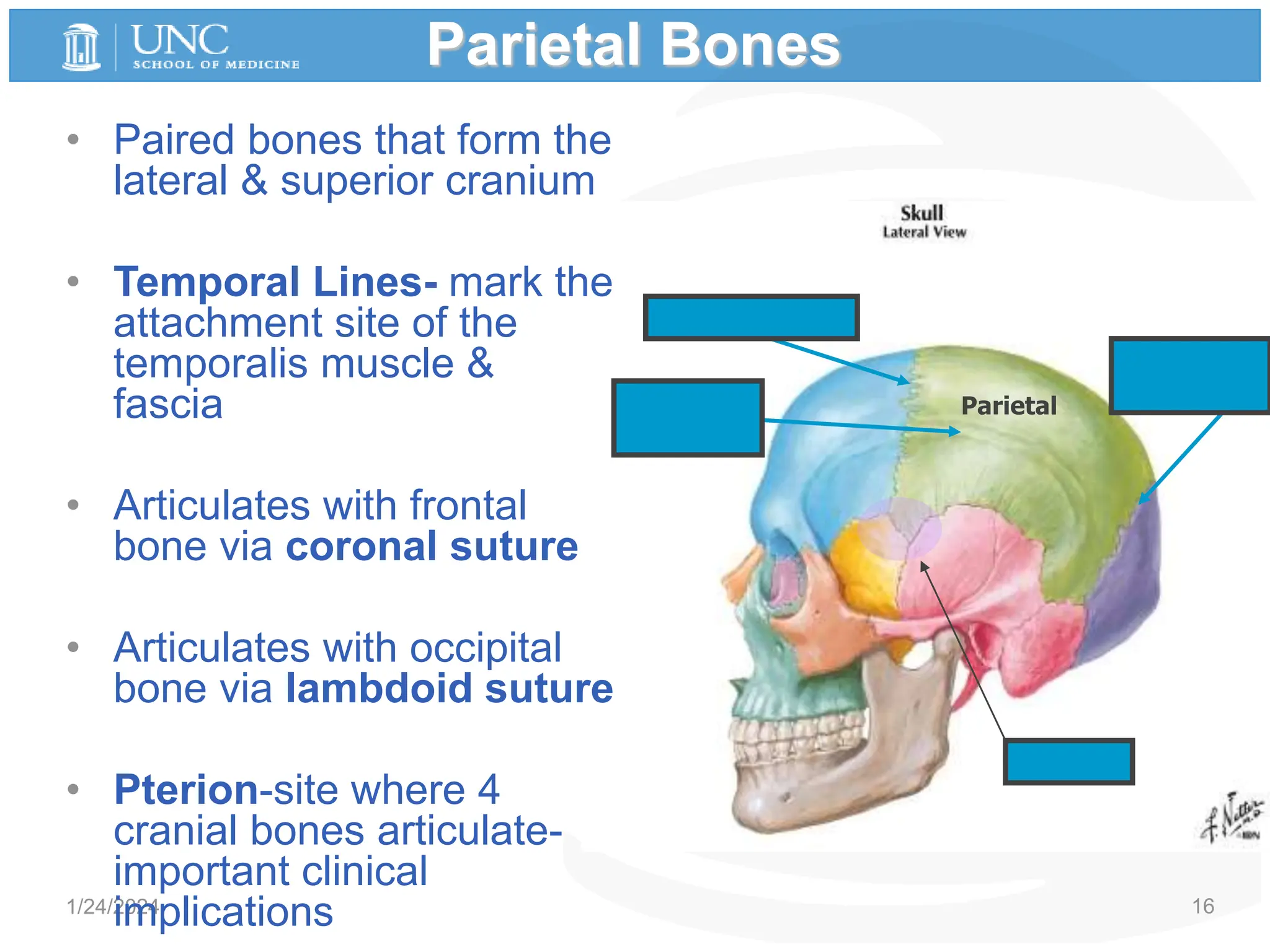 Anatomy of human skull, Head and Neck Anatomy | PPTX