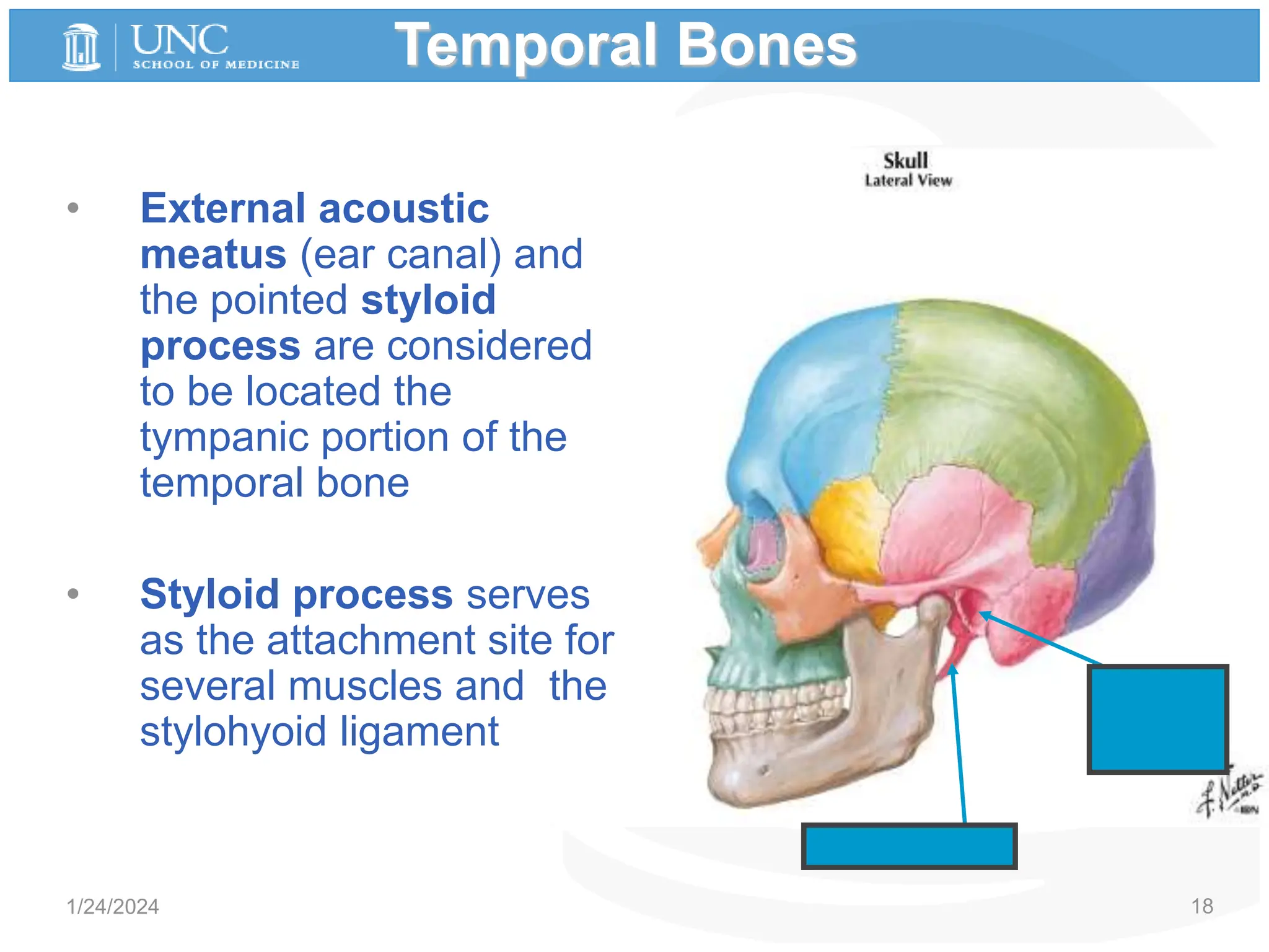 Anatomy of human skull, Head and Neck Anatomy | PPTX
