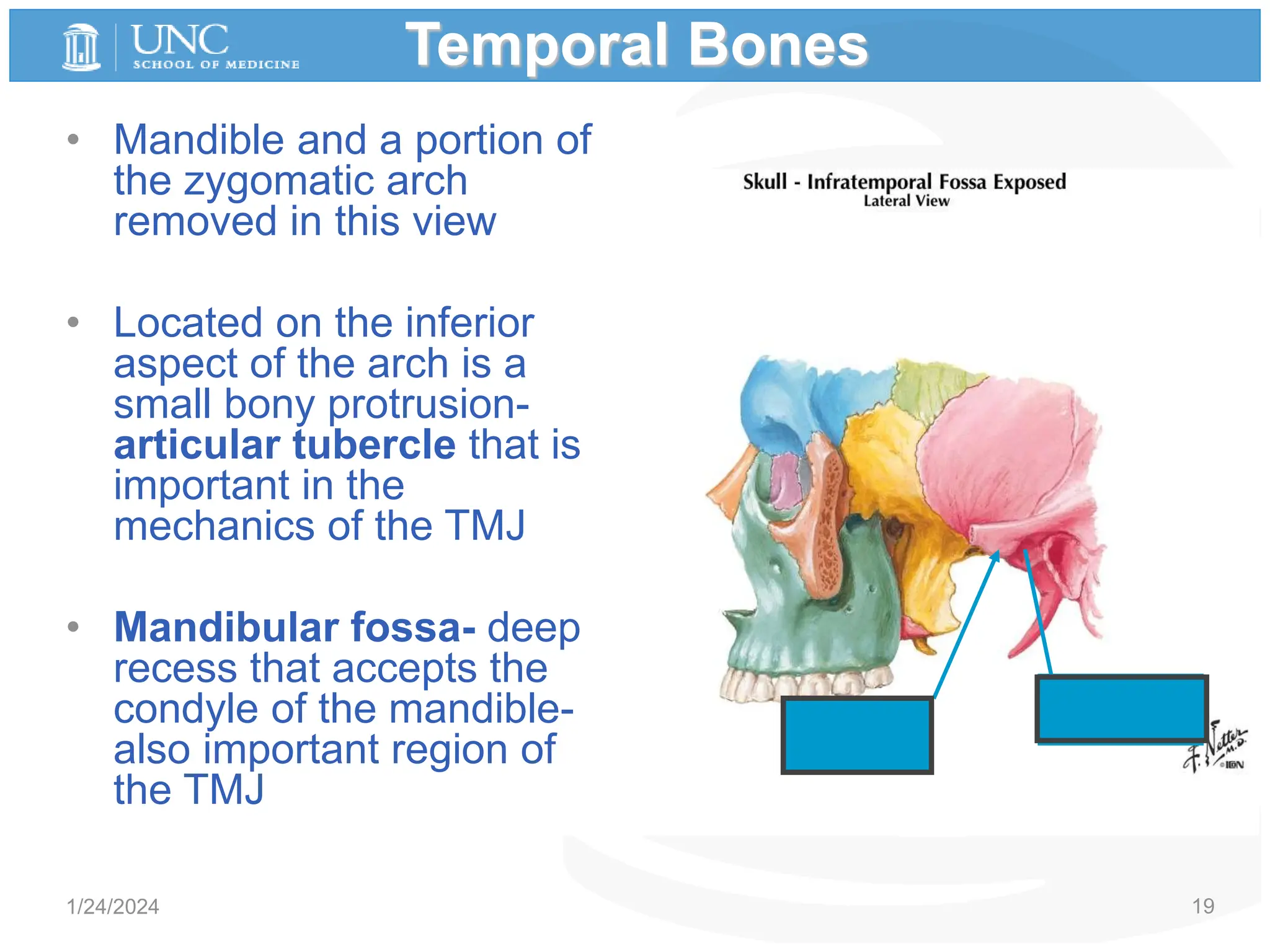 Anatomy of human skull, Head and Neck Anatomy | PPTX