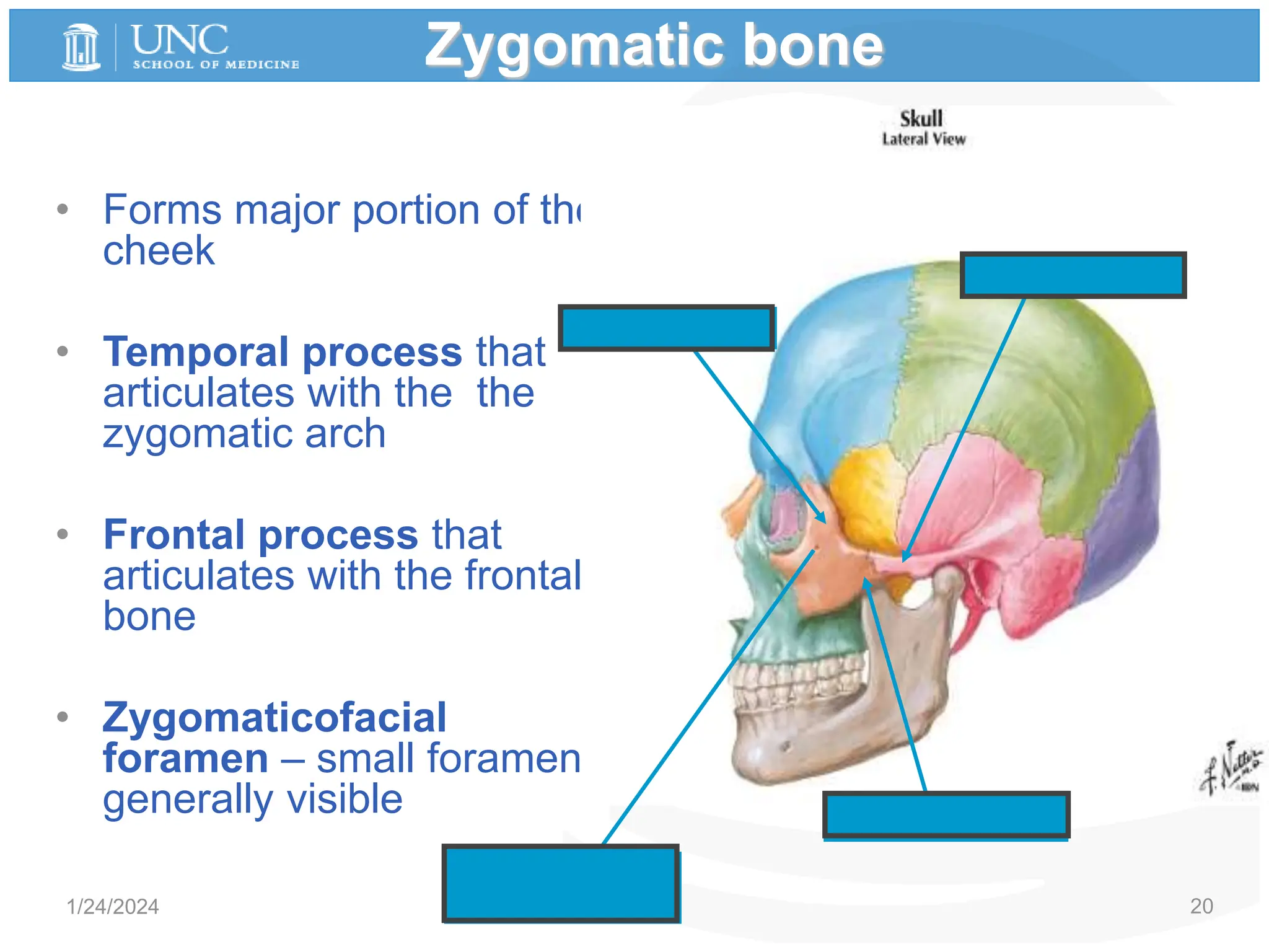 Anatomy of human skull, Head and Neck Anatomy | PPTX