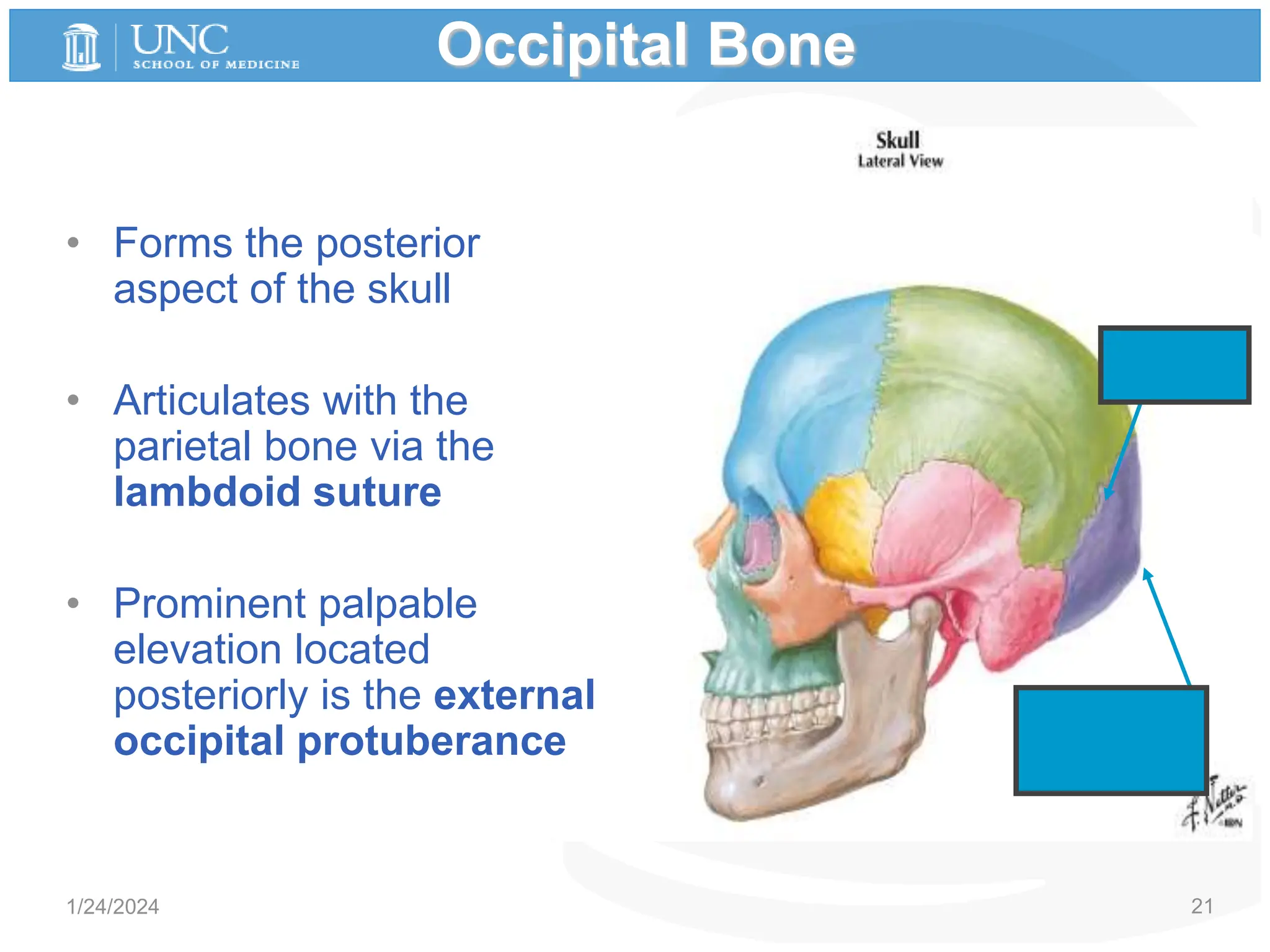 Anatomy of human skull, Head and Neck Anatomy | PPTX