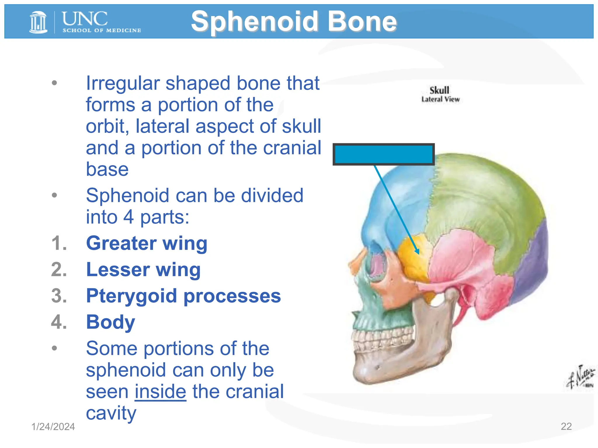 Anatomy of human skull, Head and Neck Anatomy | PPTX