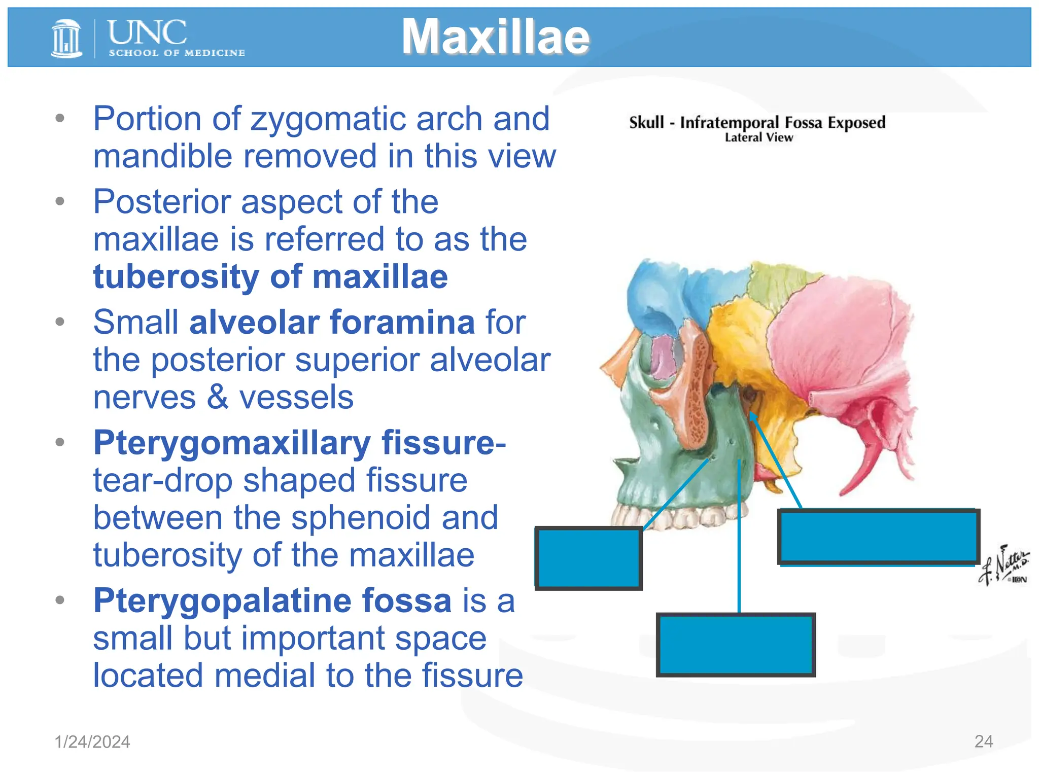 Anatomy of human skull, Head and Neck Anatomy | PPTX