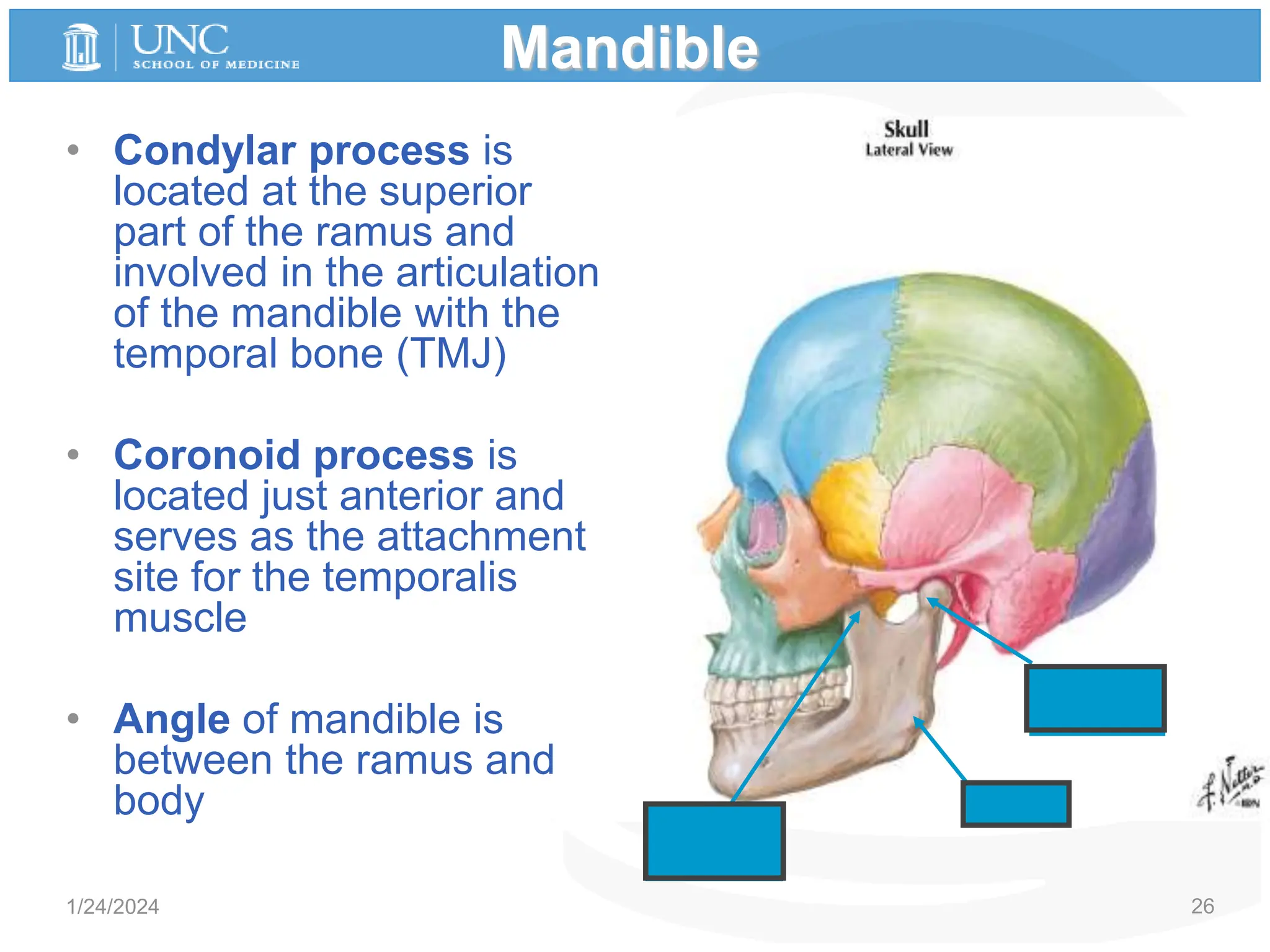 Anatomy of human skull, Head and Neck Anatomy | PPTX