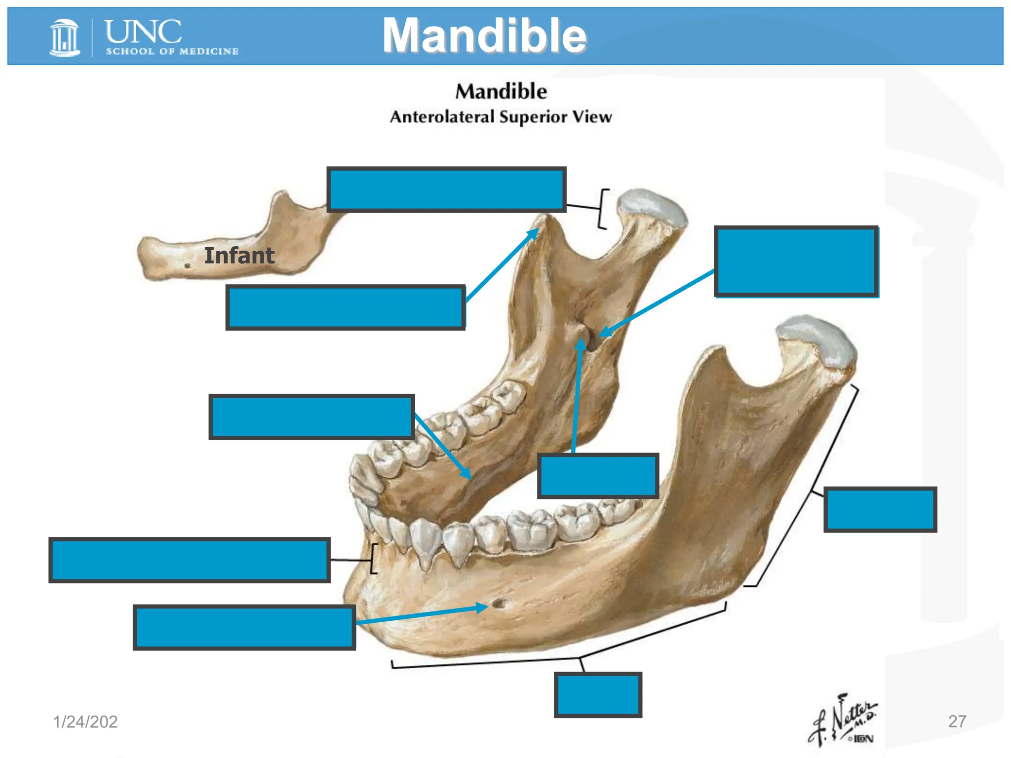 Anatomy of human skull, Head and Neck Anatomy | PPTX