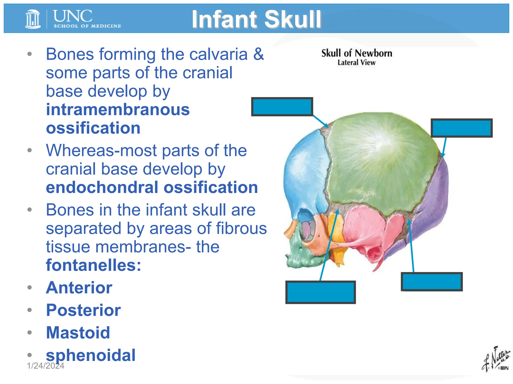 Anatomy of human skull, Head and Neck Anatomy | PPTX