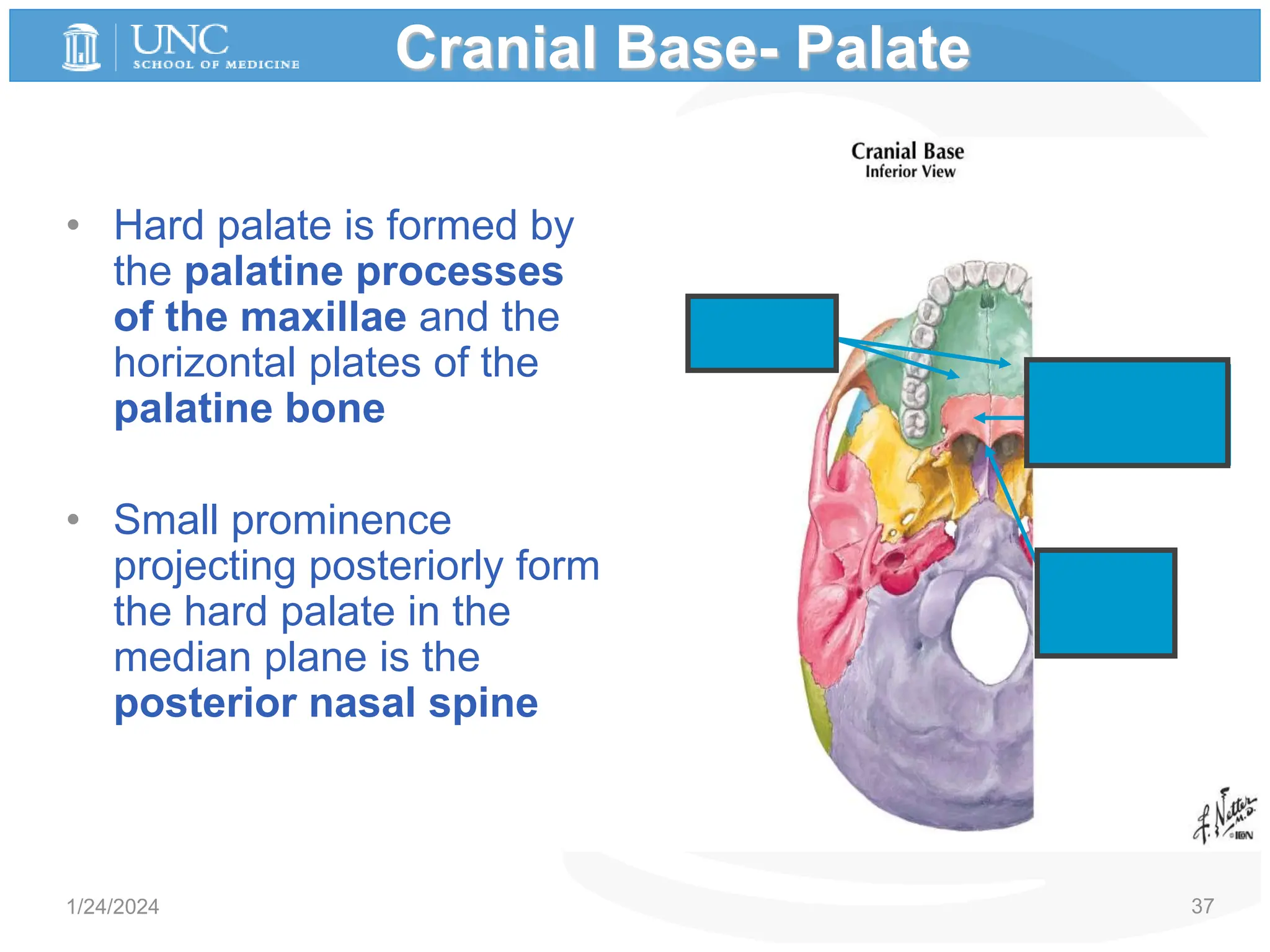 Anatomy of human skull, Head and Neck Anatomy | PPTX