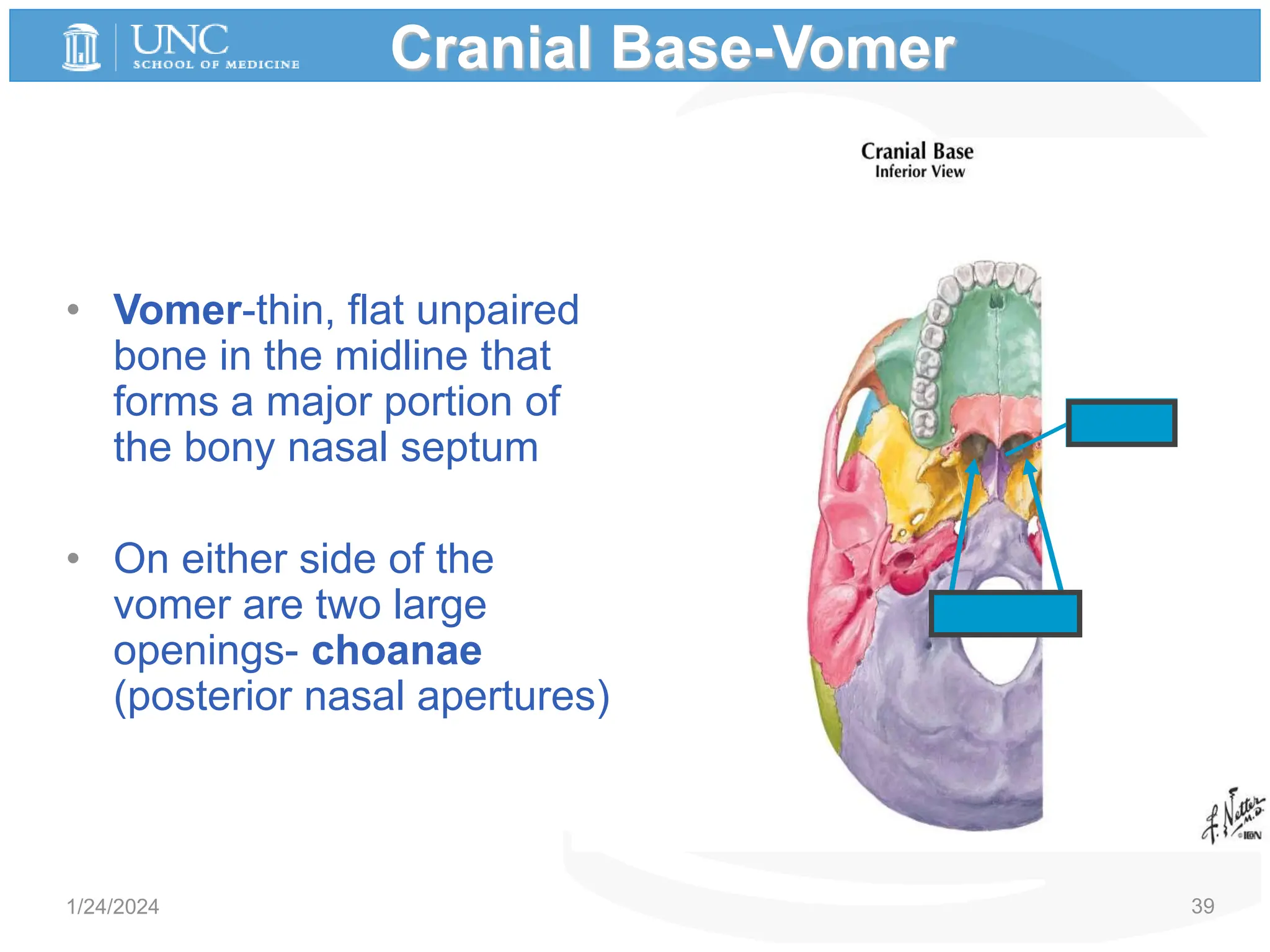 Anatomy of human skull, Head and Neck Anatomy | PPTX