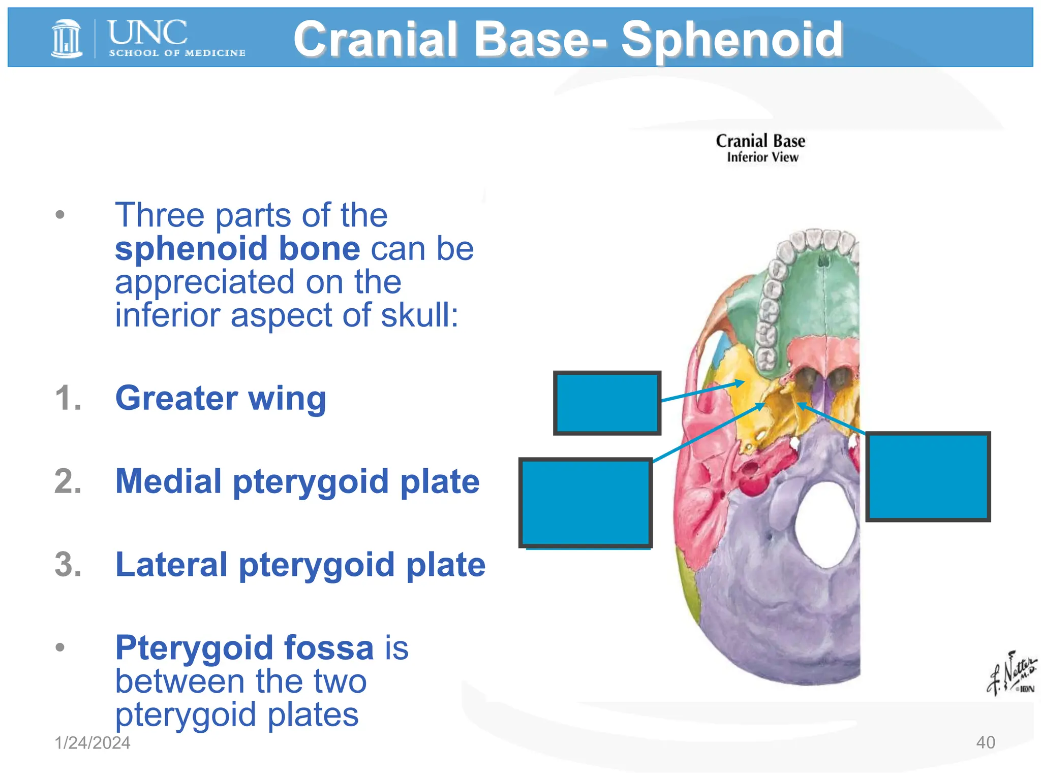 Anatomy of human skull, Head and Neck Anatomy | PPTX
