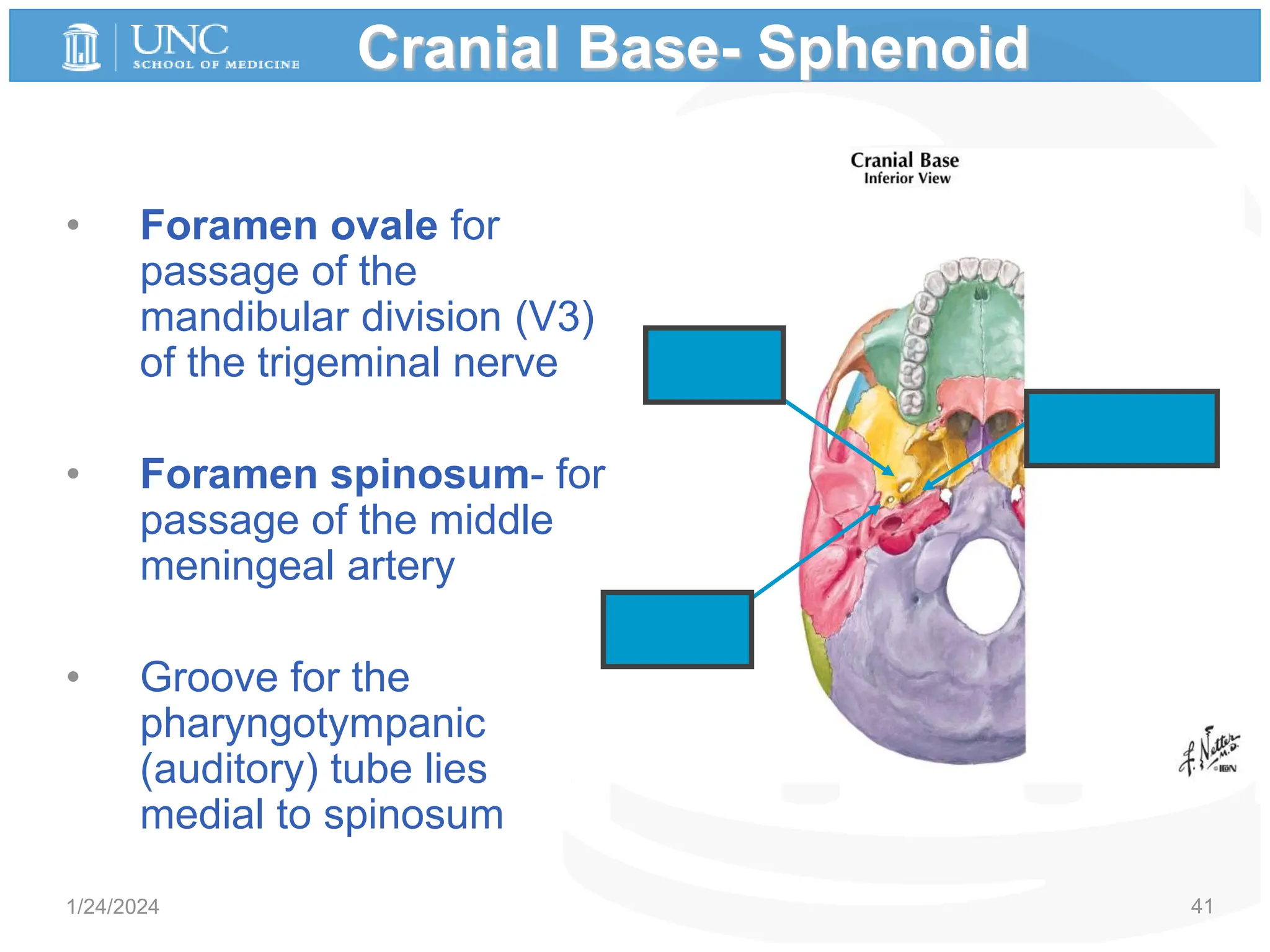 Anatomy of human skull, Head and Neck Anatomy | PPTX