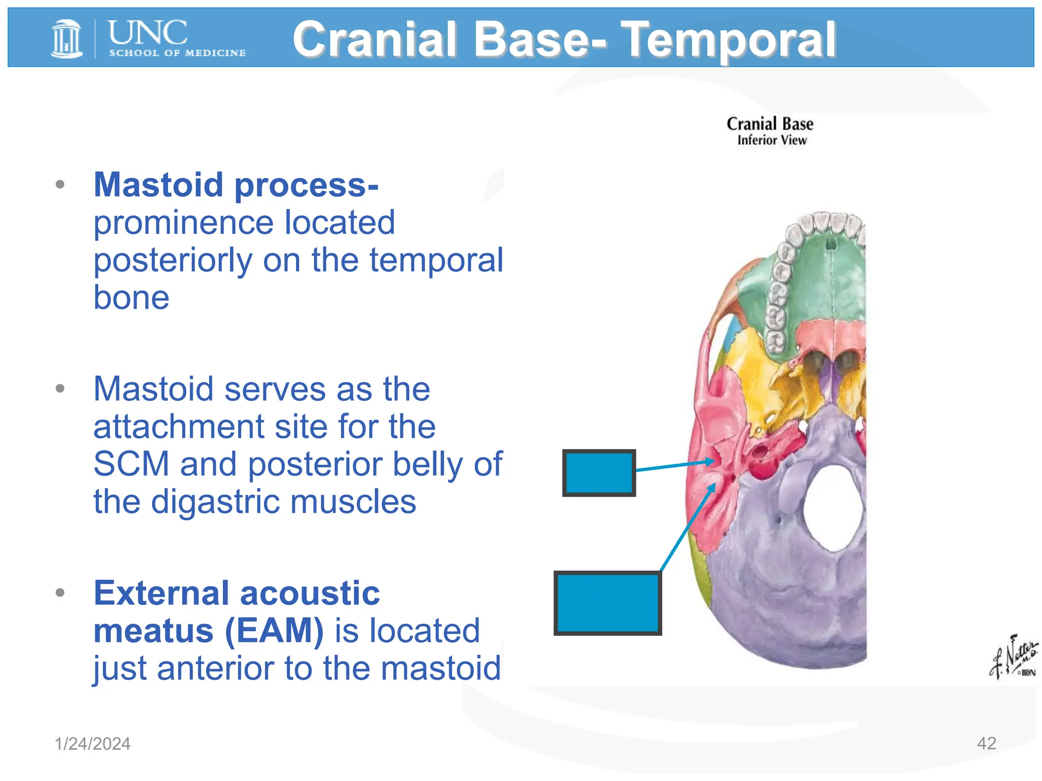 Anatomy of human skull, Head and Neck Anatomy | PPTX