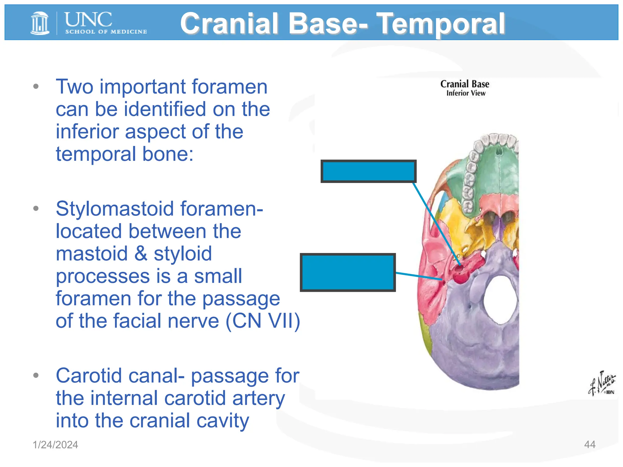 Anatomy of human skull, Head and Neck Anatomy | PPTX