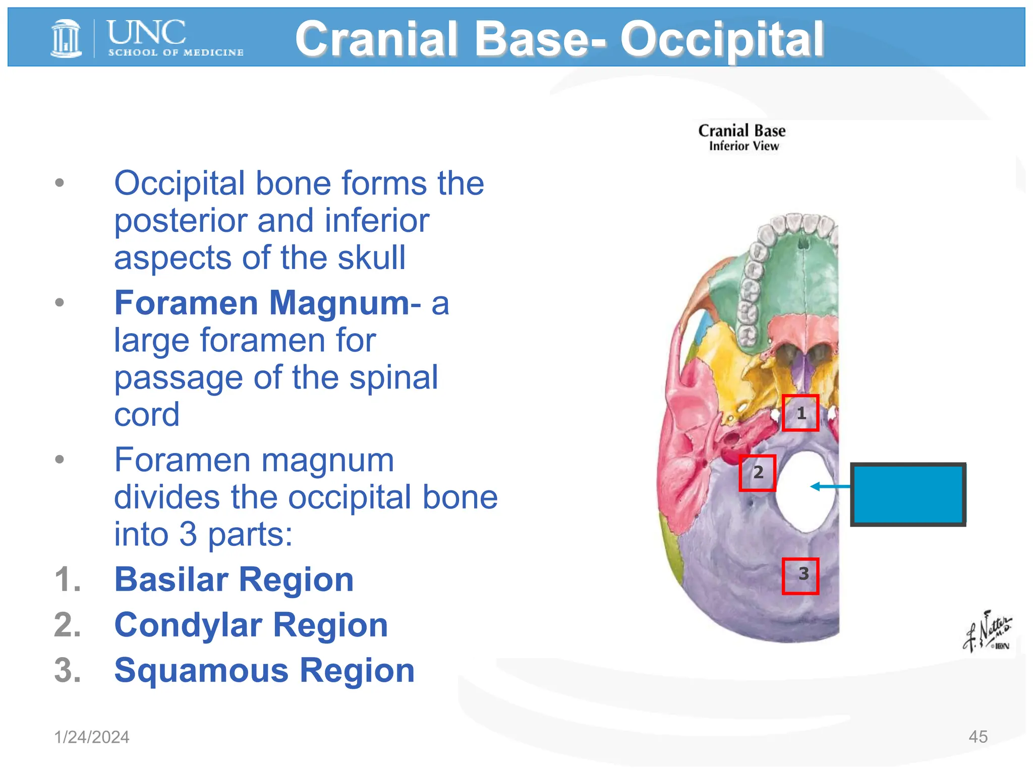 Anatomy of human skull, Head and Neck Anatomy | PPTX