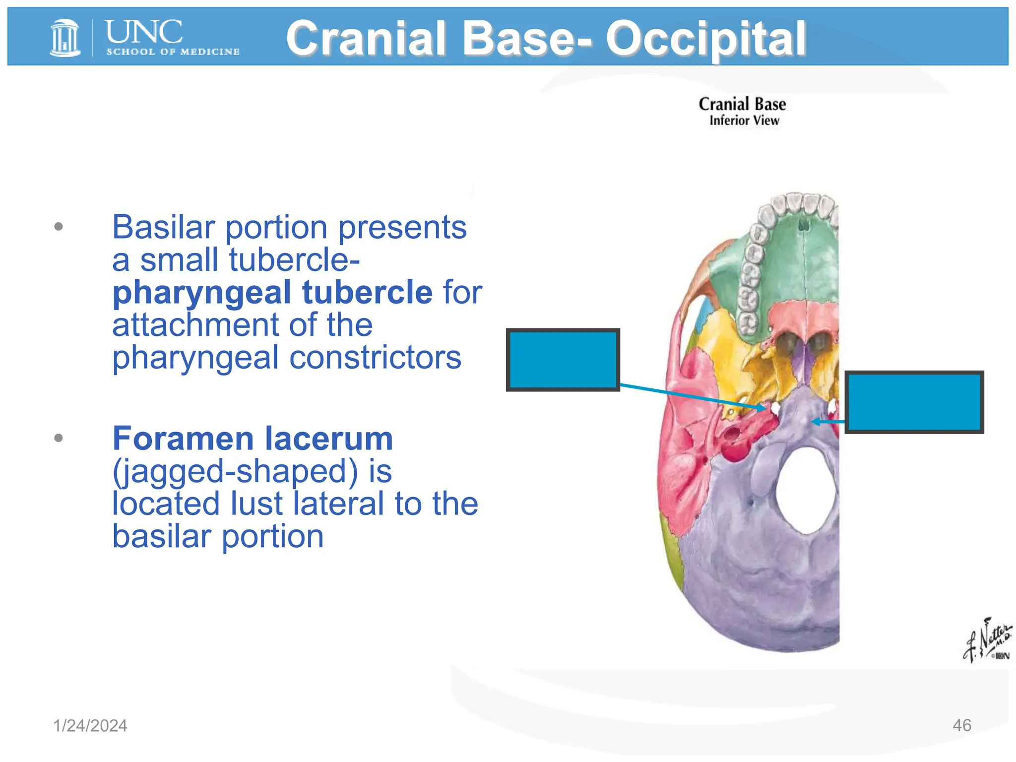 Anatomy of human skull, Head and Neck Anatomy | PPTX