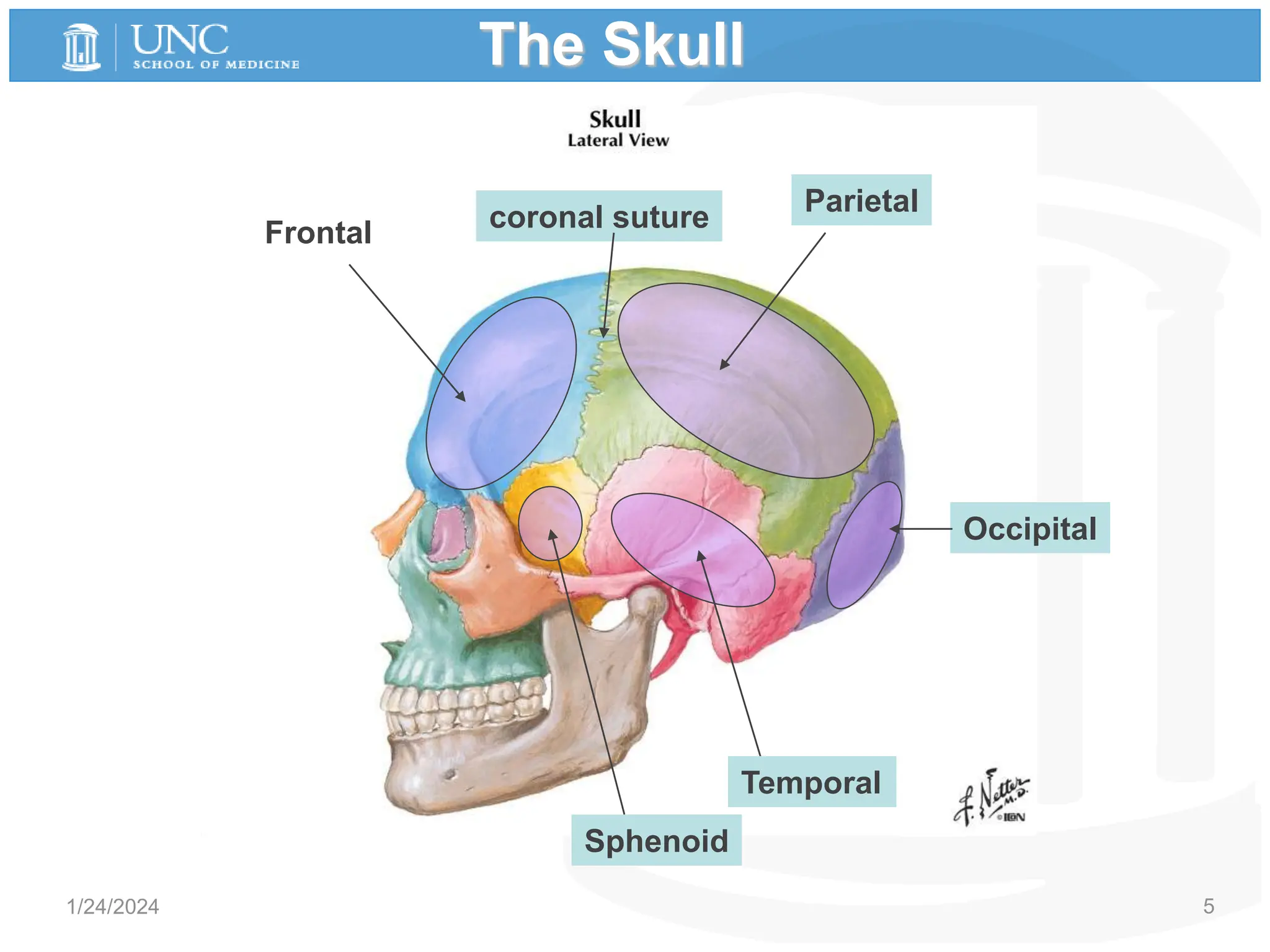Anatomy of human skull, Head and Neck Anatomy | PPTX