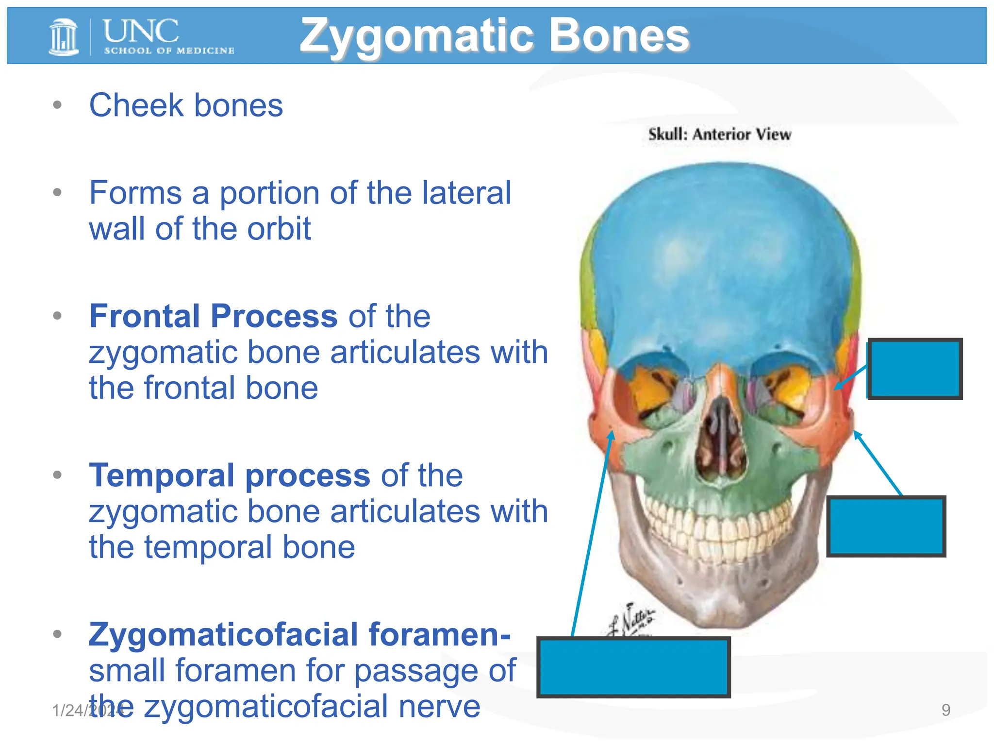 Anatomy of human skull, Head and Neck Anatomy | PPTX