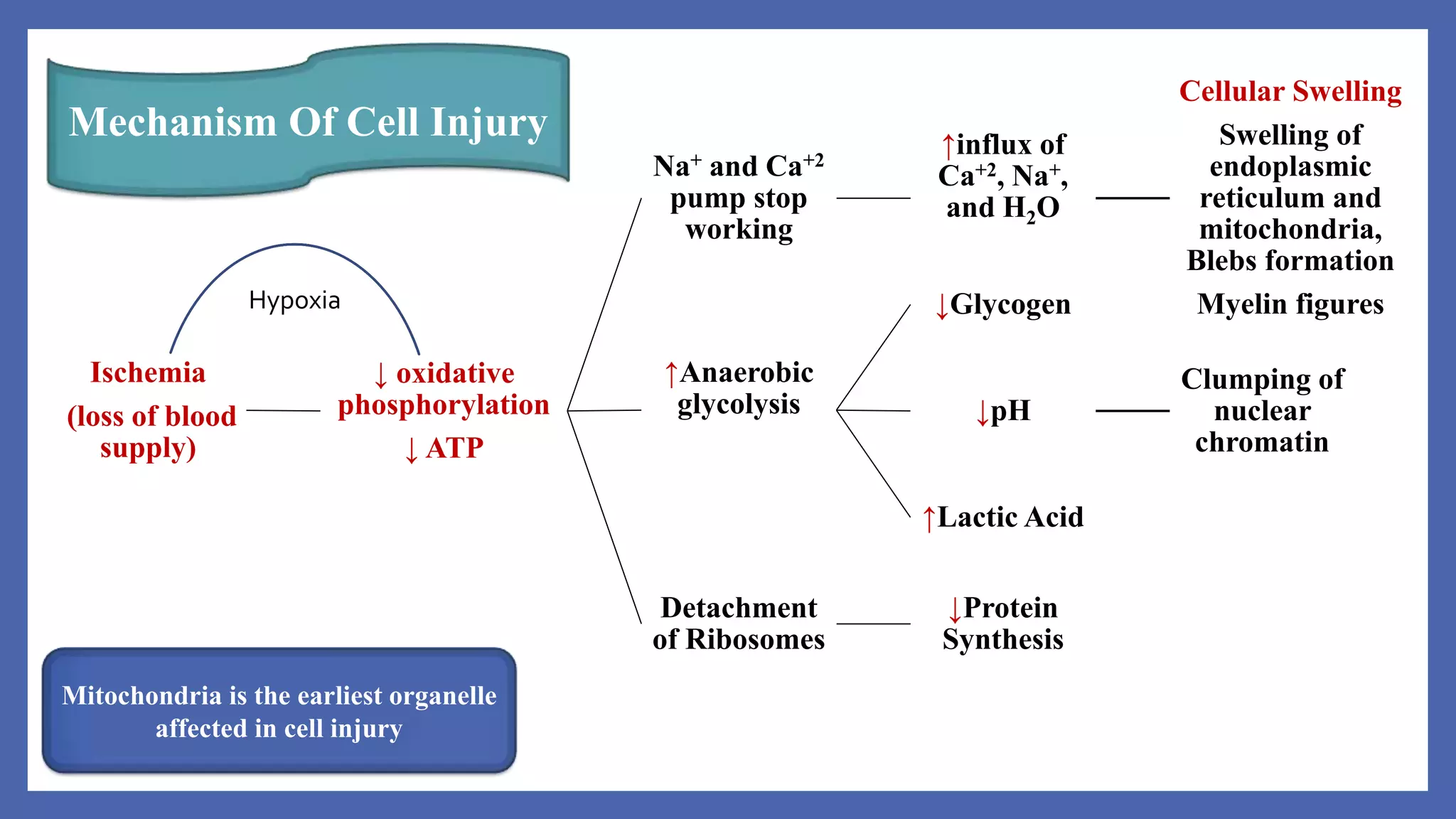 Difference between reversible and irreversible cell injury,Mechanism of ...