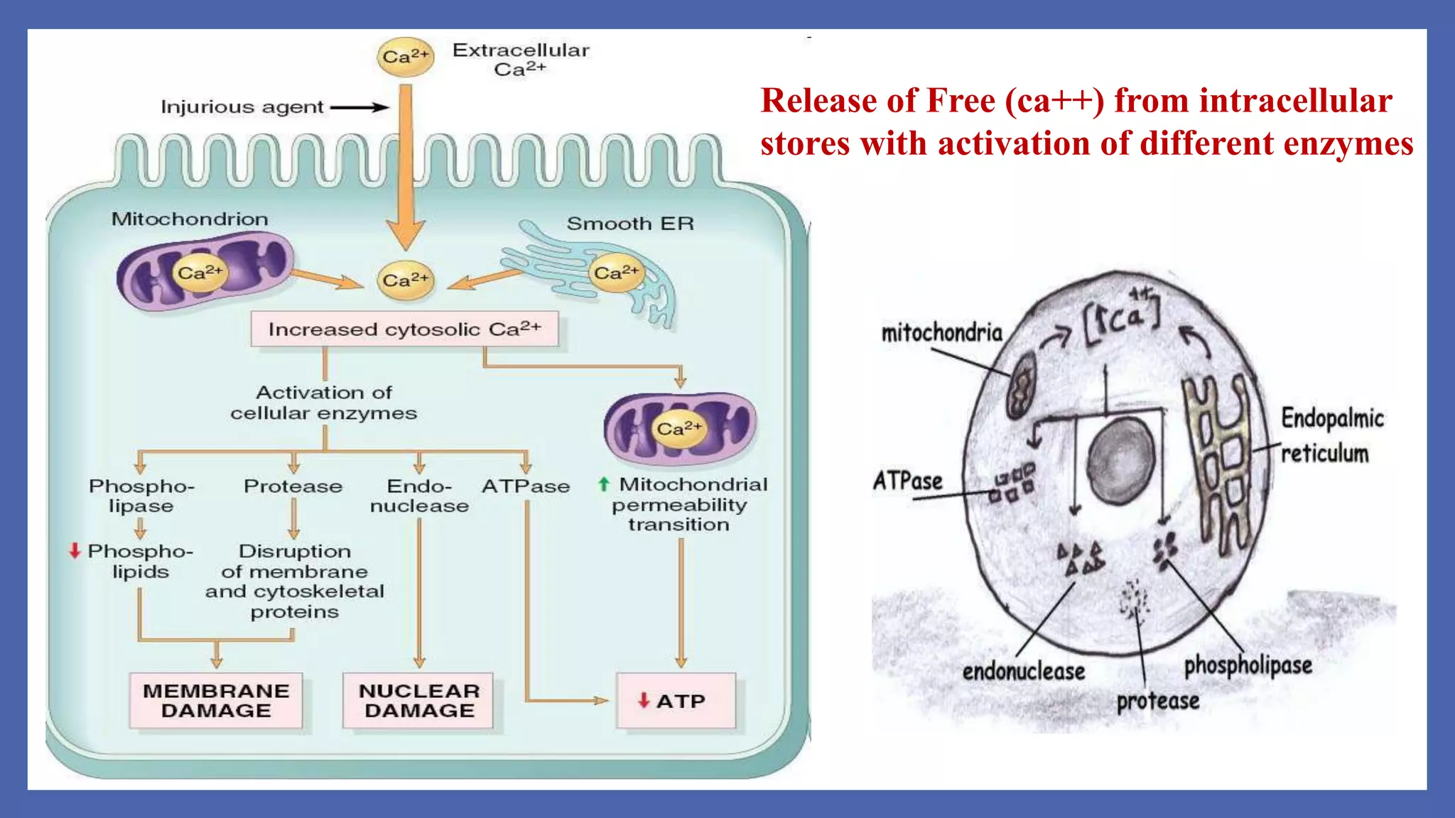 Difference between reversible and irreversible cell injury,Mechanism of ...