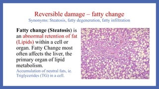Difference between reversible and irreversible cell injury,Mechanism of ...