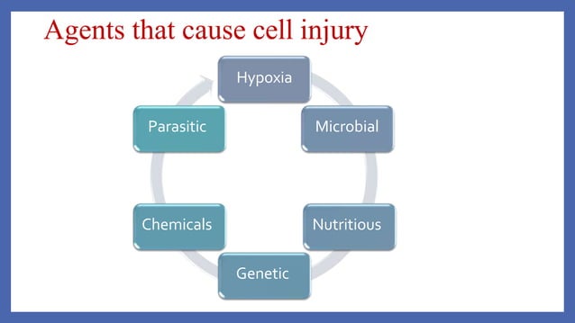 Difference between reversible and irreversible cell injury,Mechanism of ...