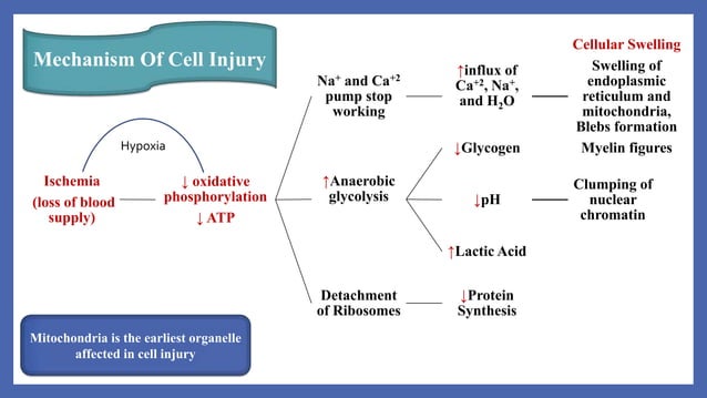 Difference between reversible and irreversible cell injury,Mechanism of ...