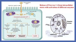 Difference between reversible and irreversible cell injury,Mechanism of ...