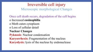 Difference between reversible and irreversible cell injury,Mechanism of ...