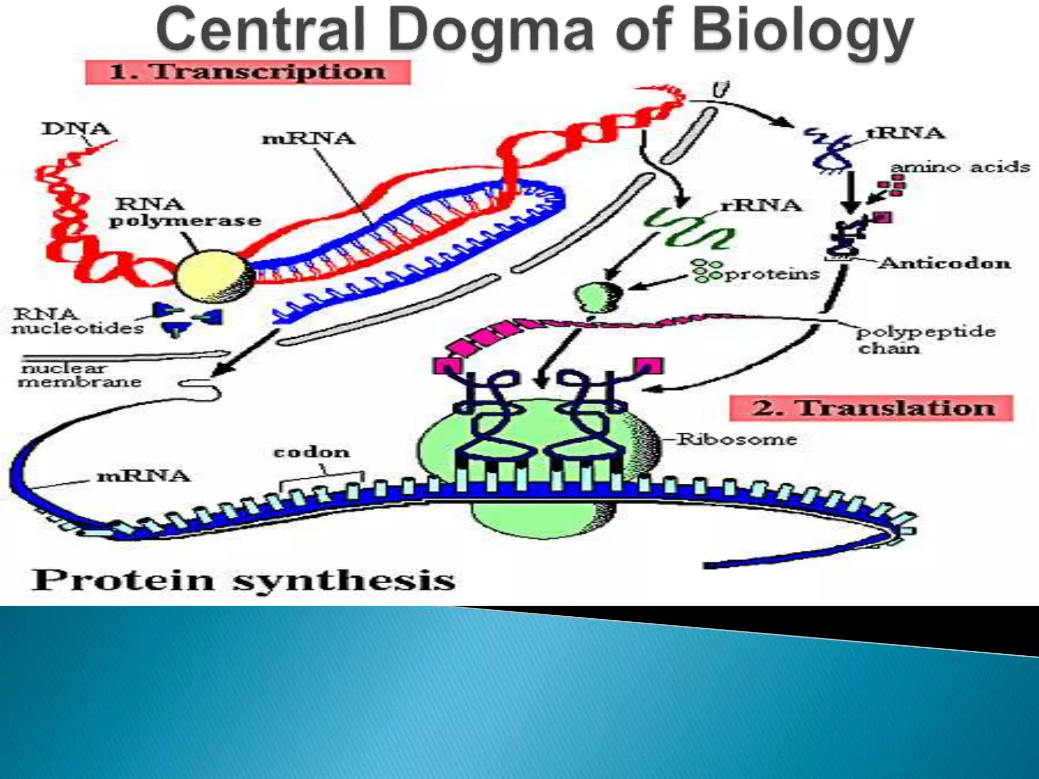 lecture No 3-central dogma.ppt