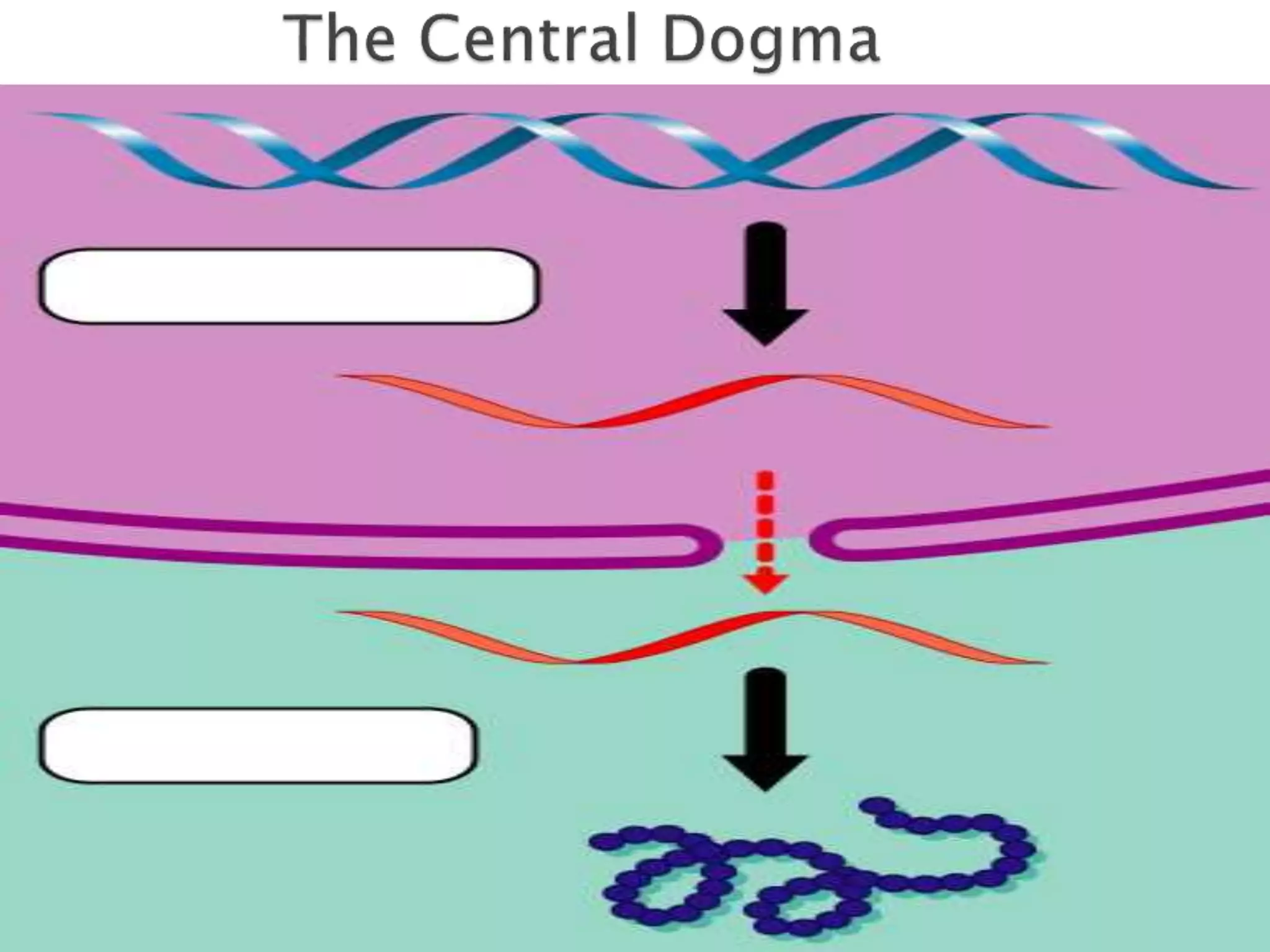 lecture No 3-central dogma.ppt