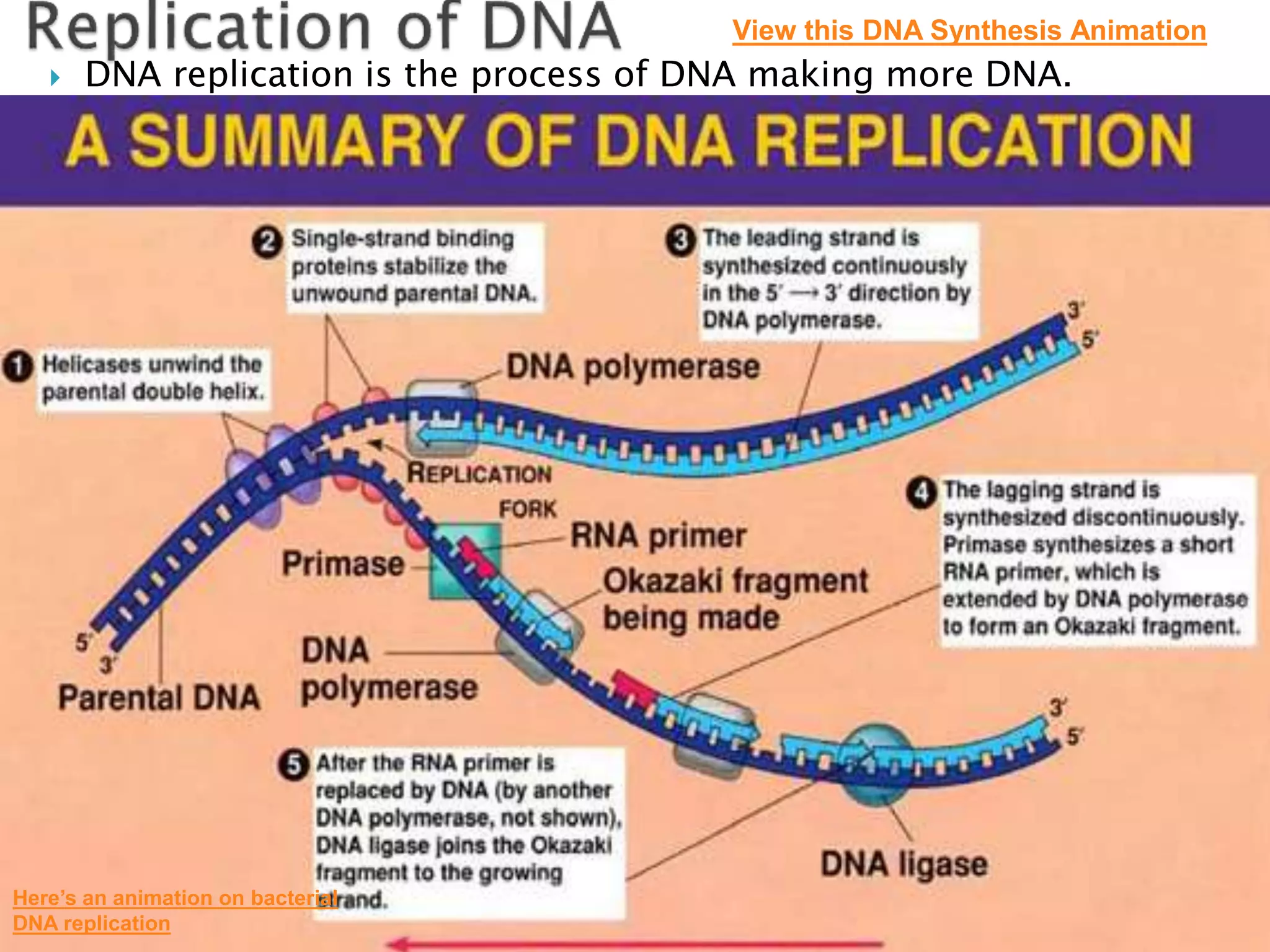 lecture No 3-central dogma.ppt