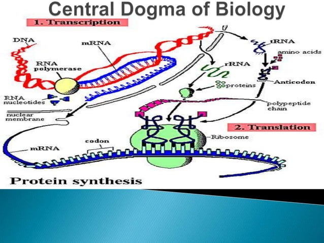 lecture No 3-central dogma.ppt