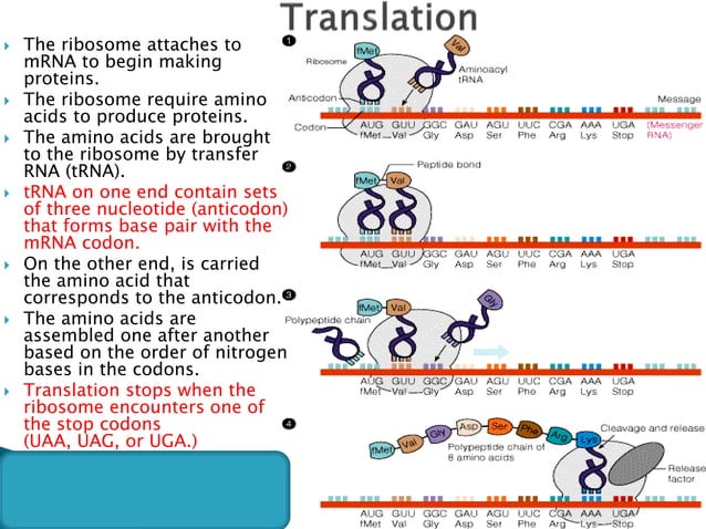 lecture No 3-central dogma.ppt
