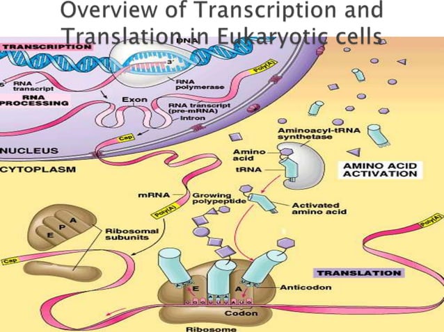 lecture No 3-central dogma.ppt